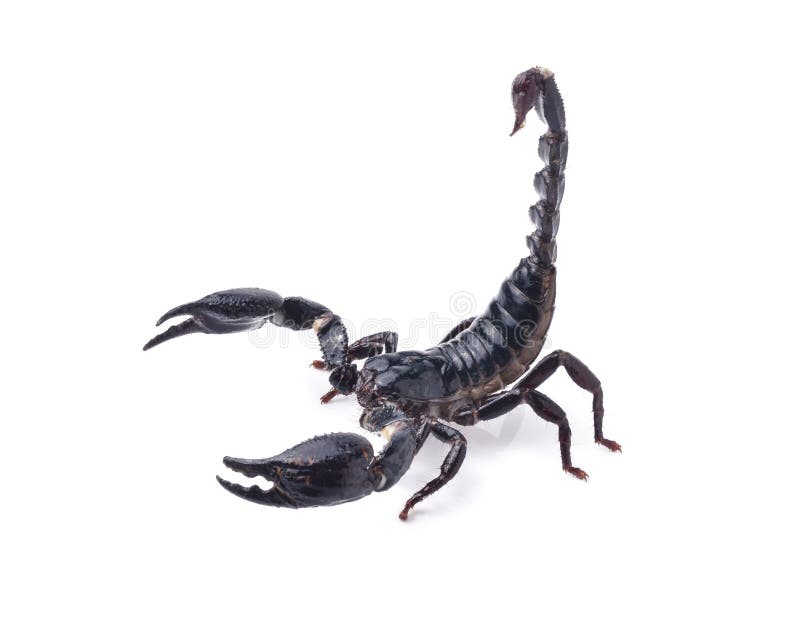 Scorpion On White Background Stock Image - Image of dangerous, desert ...