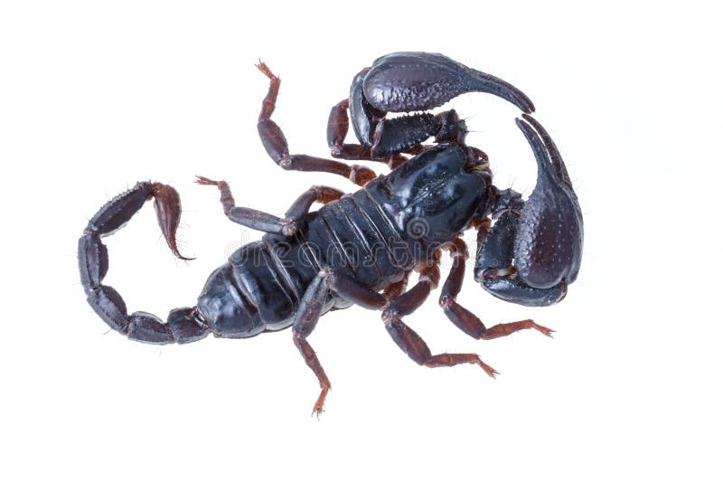 Scorpion on white . stock image. Image of imperator, invertebrate ...