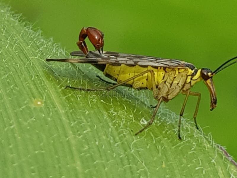The scorpioness stock image. Image of invertebrate, wing - 264723313