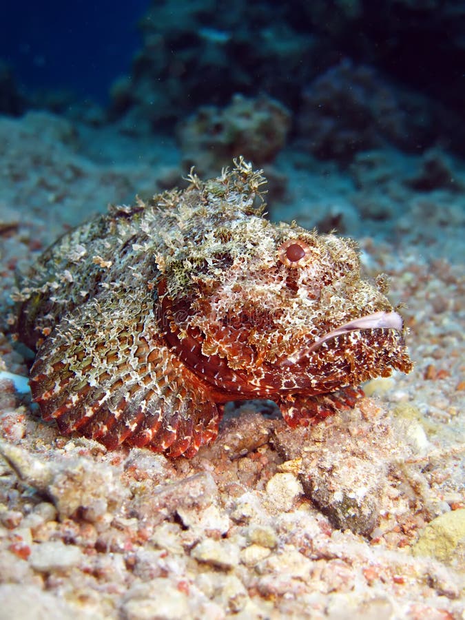 Scorpionfish stock image. Image of tropic, portrait, ocean - 11001917