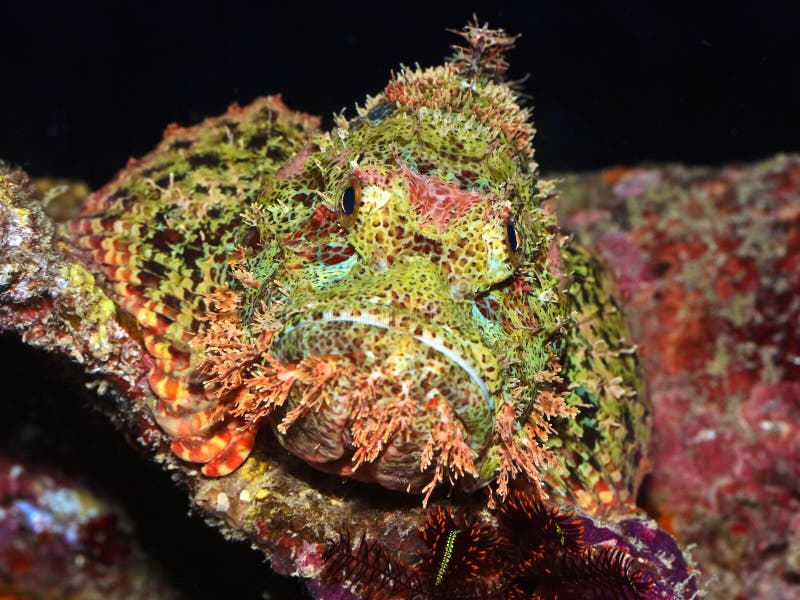 Scorpionfish stock image. Image of opened, oxycephala - 13420195