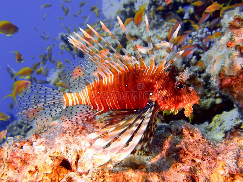 Scorpionfish stock photo. Image of water, ocean, world - 26227592