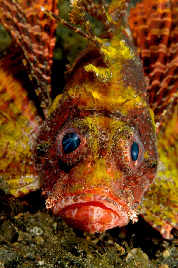 Scorpionfish stock photo. Image of biology, scorpion, stare - 3395928