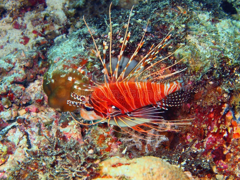 Scorpionfish stock foto. Image of duik, vissen, overzees - 36413920