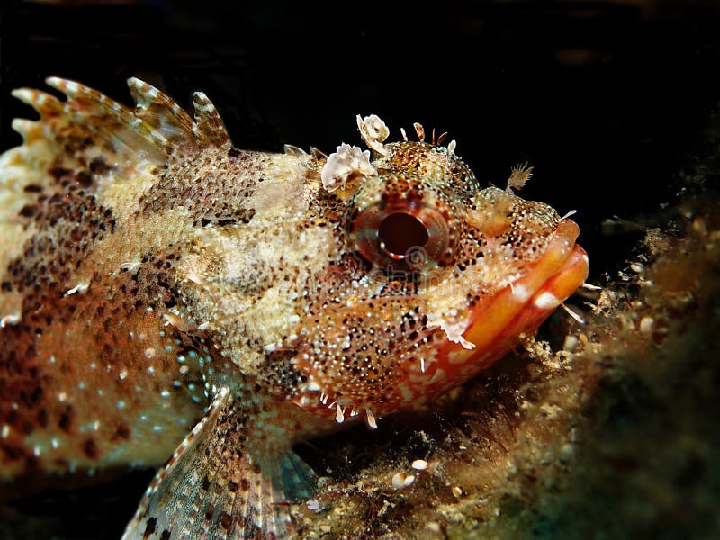 Scorpion Fish Bite