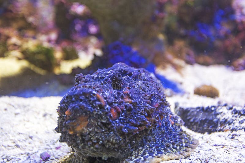 Scorpionfish on the Coral Reef Stock Photo - Image of nature, animal ...