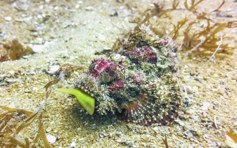 Scorpionfish dinner stock image. Image of outdoors, aquatic - 32761067