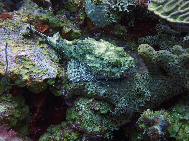Scorpionfish in the reef stock image. Image of snorkeling - 246748519