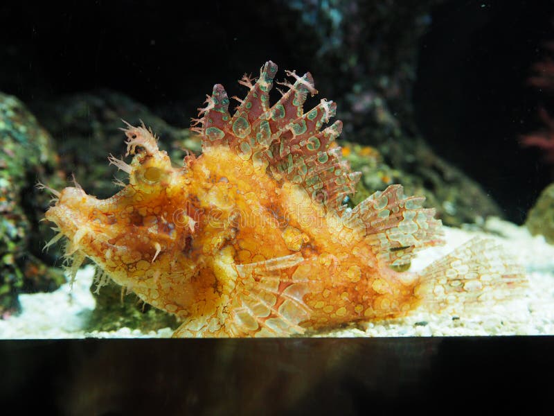 Scorpionfish stock image. Image of fishing, reef, nature - 70740085