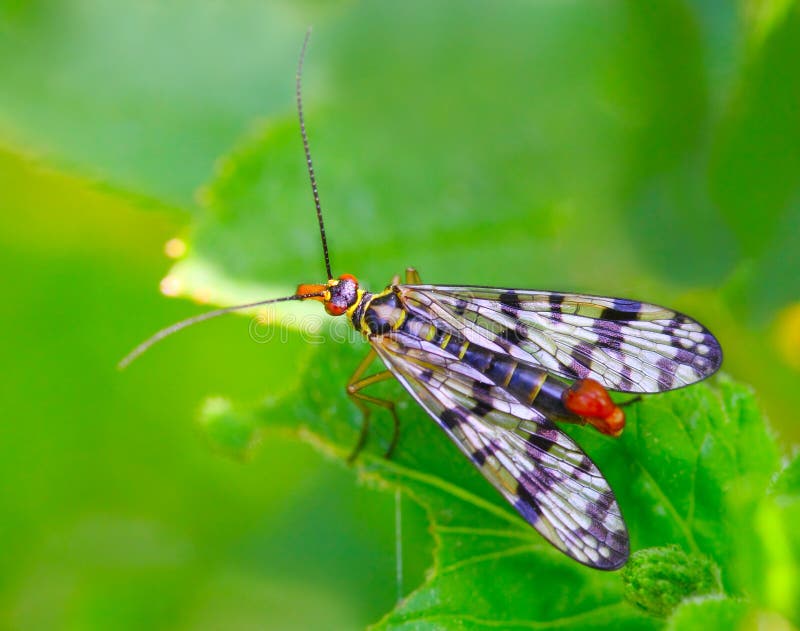Scorpionfly (Mecoptera). stock photo. Image of illness - 17625952