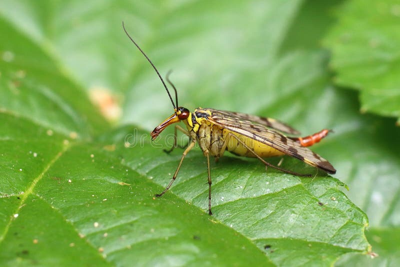 Scorpionfly, Order Mecoptera Female Stock Image - Image of perched ...