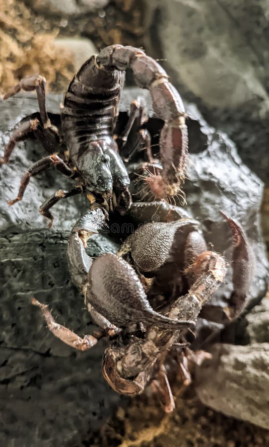 Scorpions Fight on the Rock Stock Image - Image of fight, rock: 272386805
