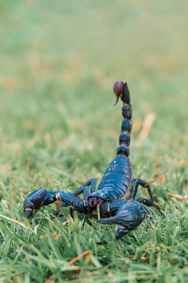 Scorpions on the Grass Blur Stock Image - Image of beautiful, fuscus ...