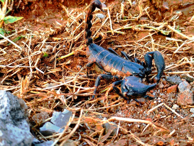 Scorpions are a Group of Animals with Eight Legs in the Order ...