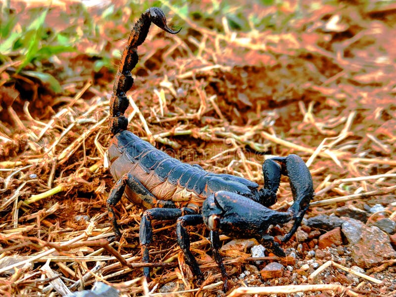 Scorpions are a Group of Animals with Eight Legs in the Order ...