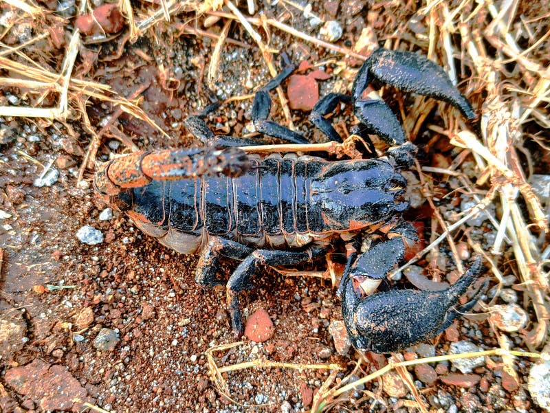 Scorpions are a Group of Animals with Eight Legs in the Order ...