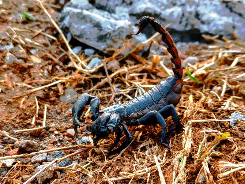 Scorpions are a Group of Animals with Eight Legs in the Order ...