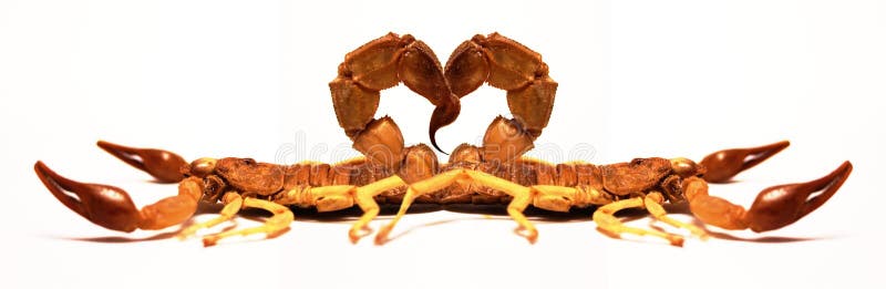 Scorpions in Love stock photo. Image of danger, marriage - 869732