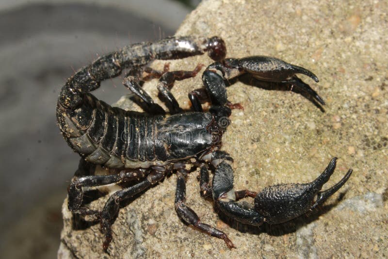 Black Scorpions are Predatory Arachnids of the Order Scorpiones. India ...