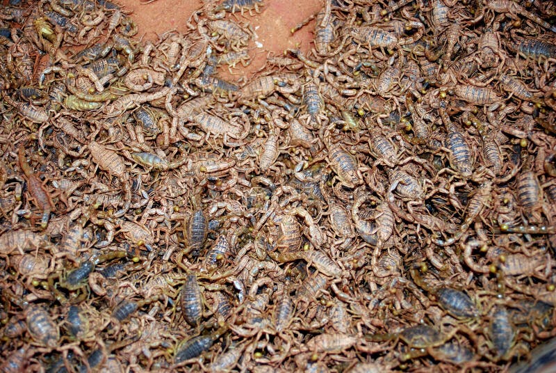 Scorpions in Qingping Market, Guangzhou, China Stock Photo - Image of ...