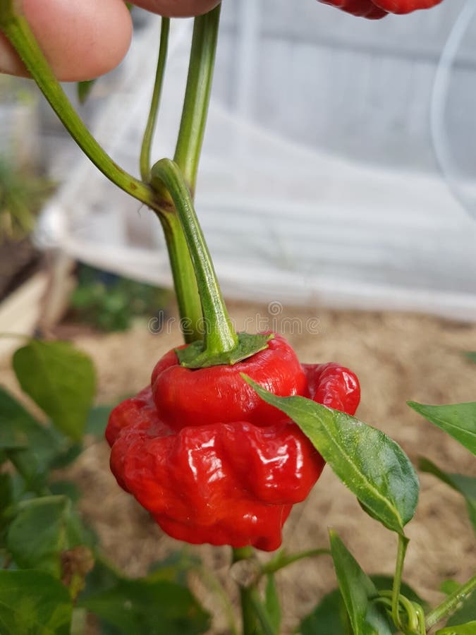 Scotch bonnet pepper stock photo. Image of scotch, fiery - 3844838