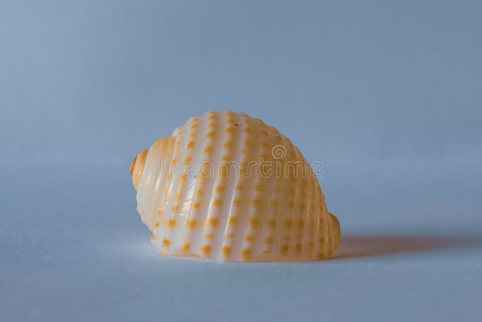 Scotch Bonnet Shell stock photo. Image of mollusk, grand - 180388166