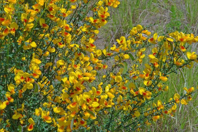 Scotch Broom stock image. Image of flowers, perennials - 57427845