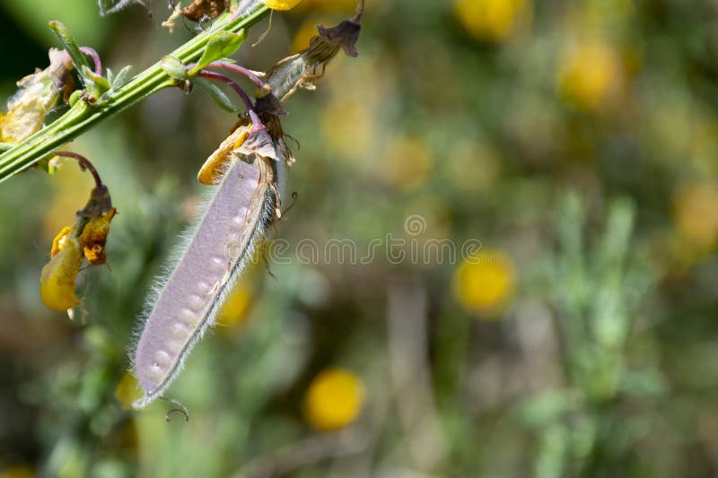 Scotch Broom Seed Pod Close Up Stock Photo - Image of shrub, yellow ...