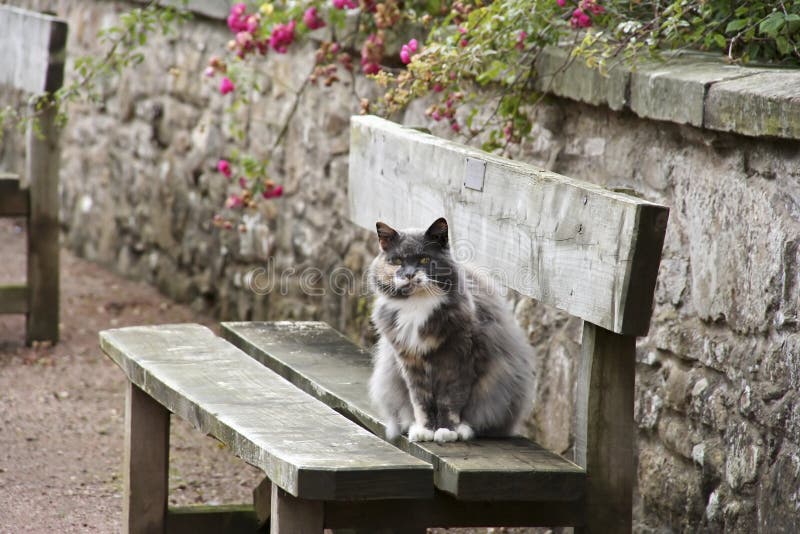 Scotch Cat stock photo. Image of cute, scot, scotch, holiday - 1087822