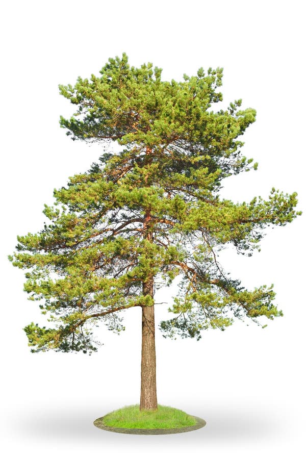Big Pine Tree on a White Background Stock Image - Image of pine ...