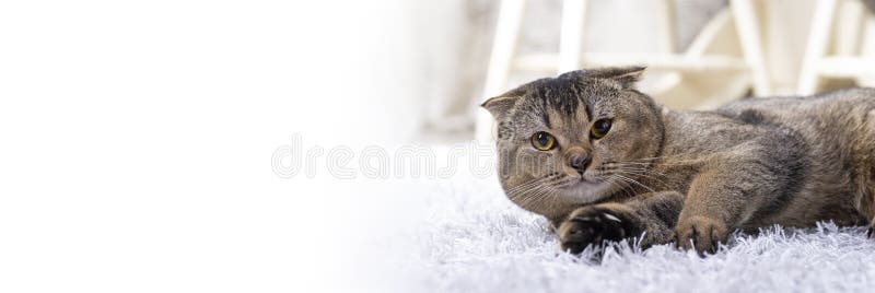 Scotch Fold Cat in the Living Room Near the Dining Table Stock Photo ...