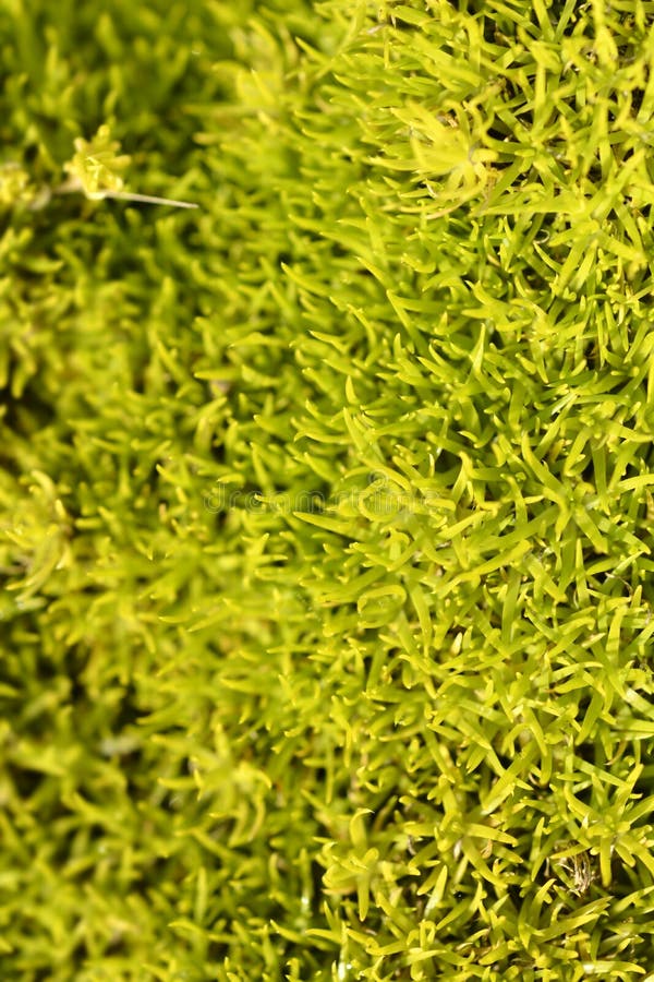 Scotch moss Aurea stock photo. Image of leaf, subulata - 207647282