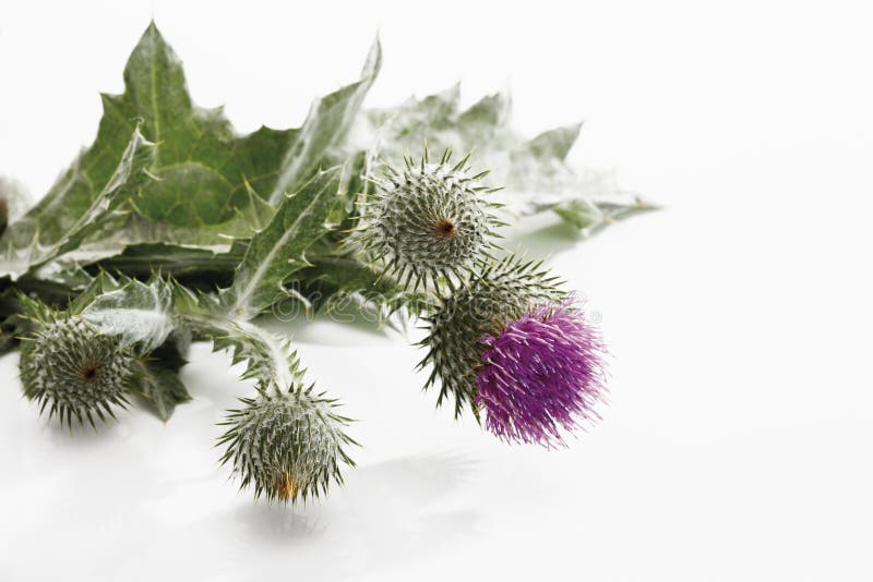 Scotch Thistle stock image. Image of purple, botanical - 15233559