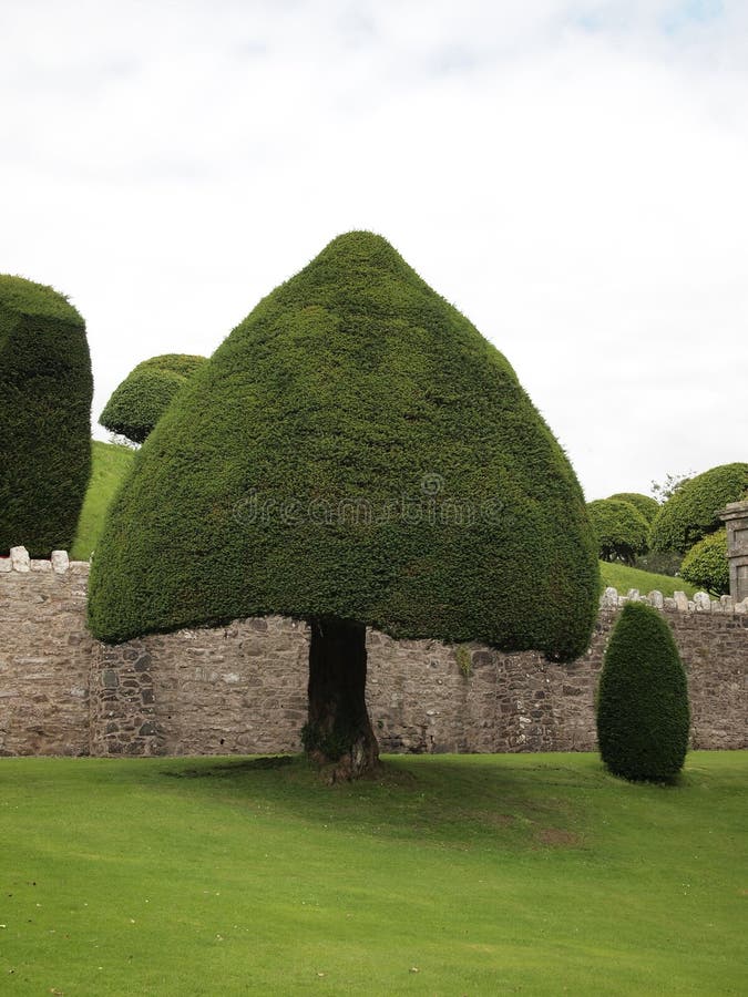 Scotish garden tree stock photo. Image of scotish, garden - 47787226