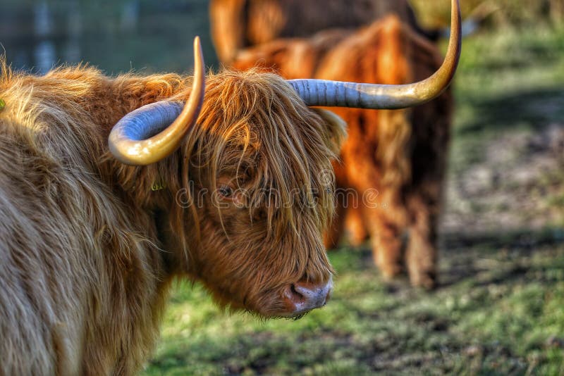 Scotish highlander stock image. Image of young, protecting - 131243751