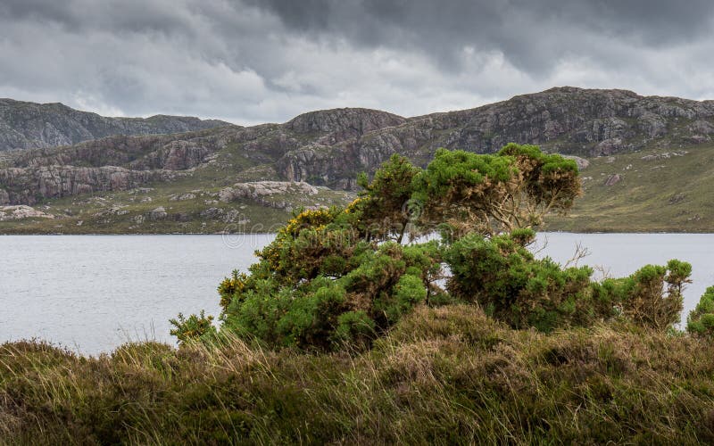 Scotland Bush stock photo. Image of rocky, europe, grasses - 103549924