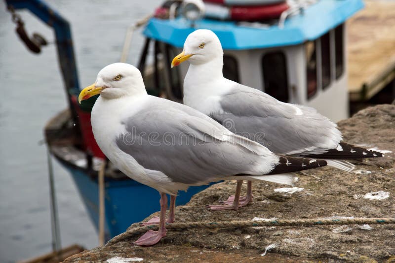 Scotland, Crail, Fishing Village Stock Image - Image of northern ...