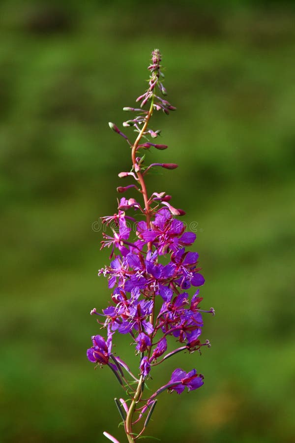 Beautiful Pink Fireweed Blooming in Summer in Scotland Stock Image ...