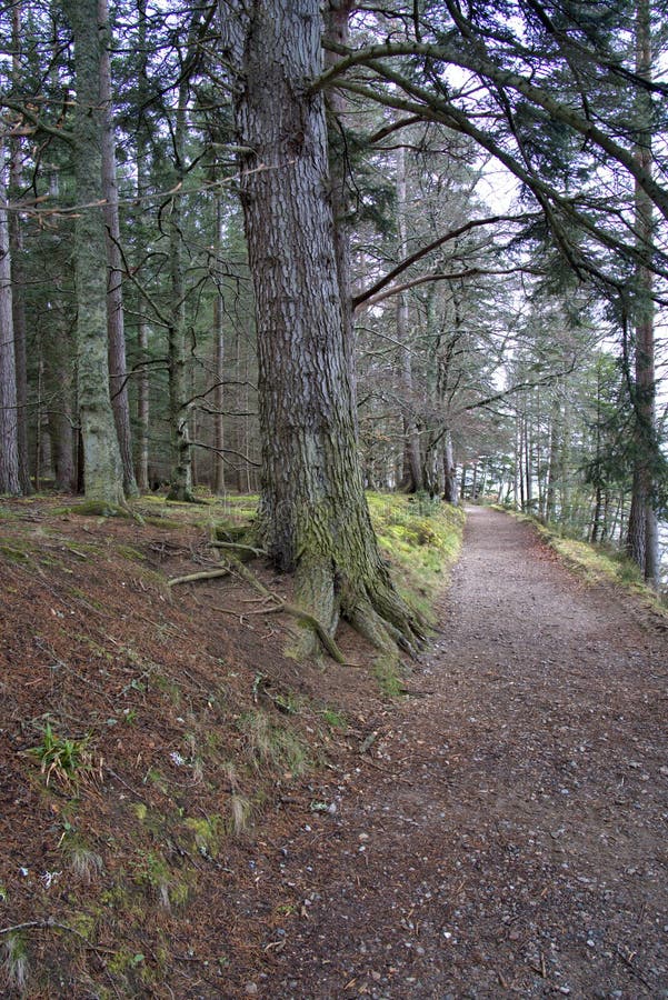Scotland Hiking Trail Thru the Forest Stock Photo - Image of fall ...
