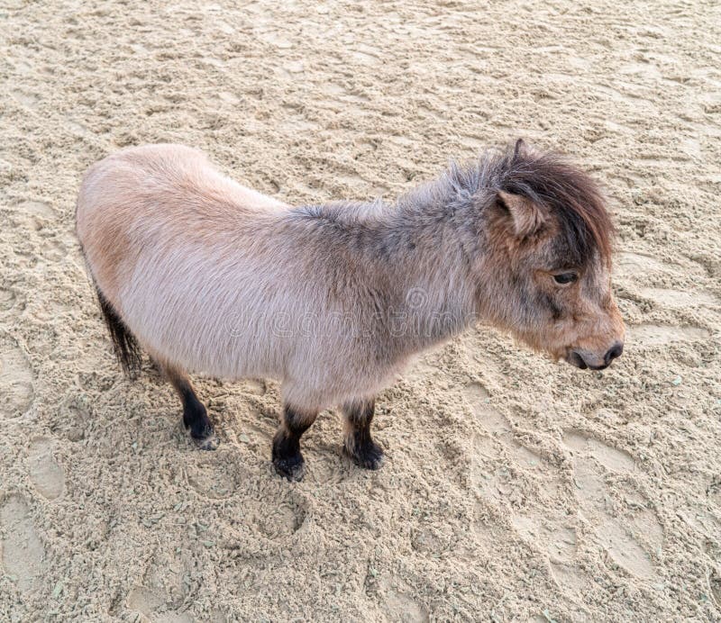 Scotland Pony Grey Color Standing Stock Image - Image of ponny ...