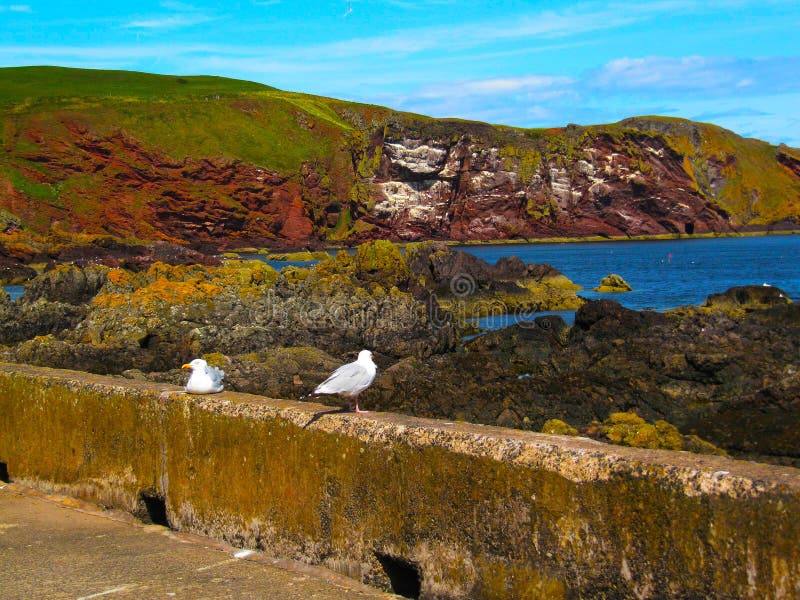 Scotland, St Abbs, United Kingdom, UK Stock Image - Image of tourism ...