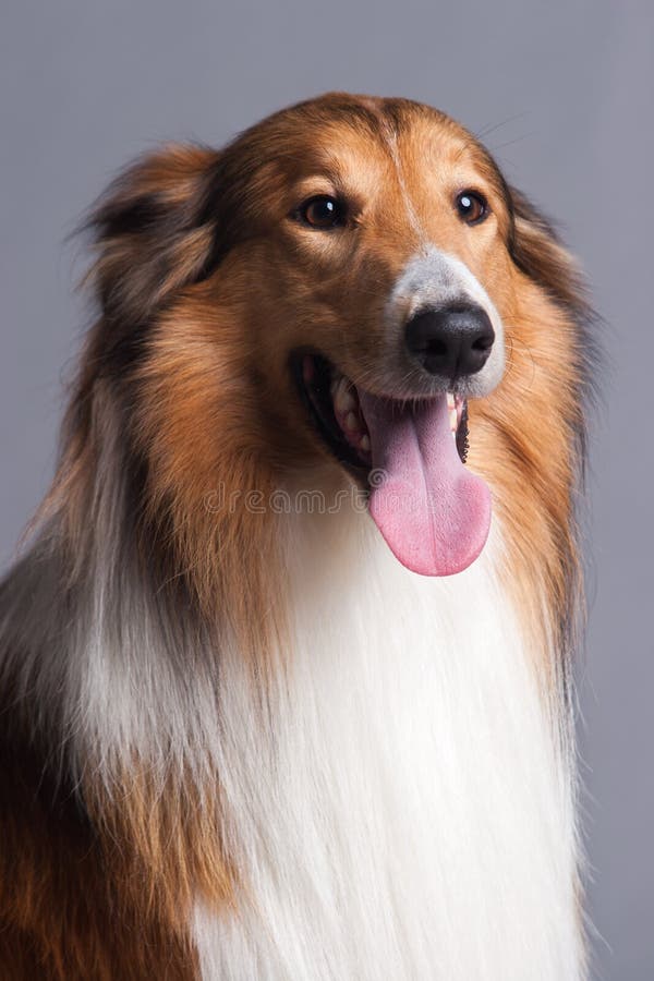 Scotland shepherd dog stock image. Image of beautiful - 68764809