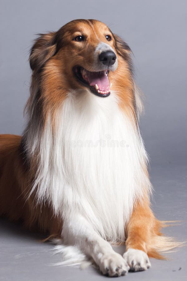 Scotland shepherd dog stock image. Image of puppy, indoors - 68764863