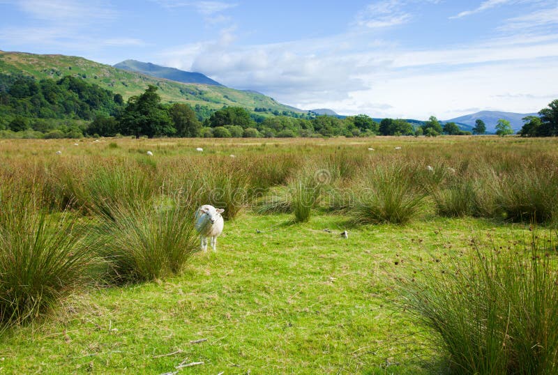 Scotland, summer landscape stock image. Image of gentle - 26445295