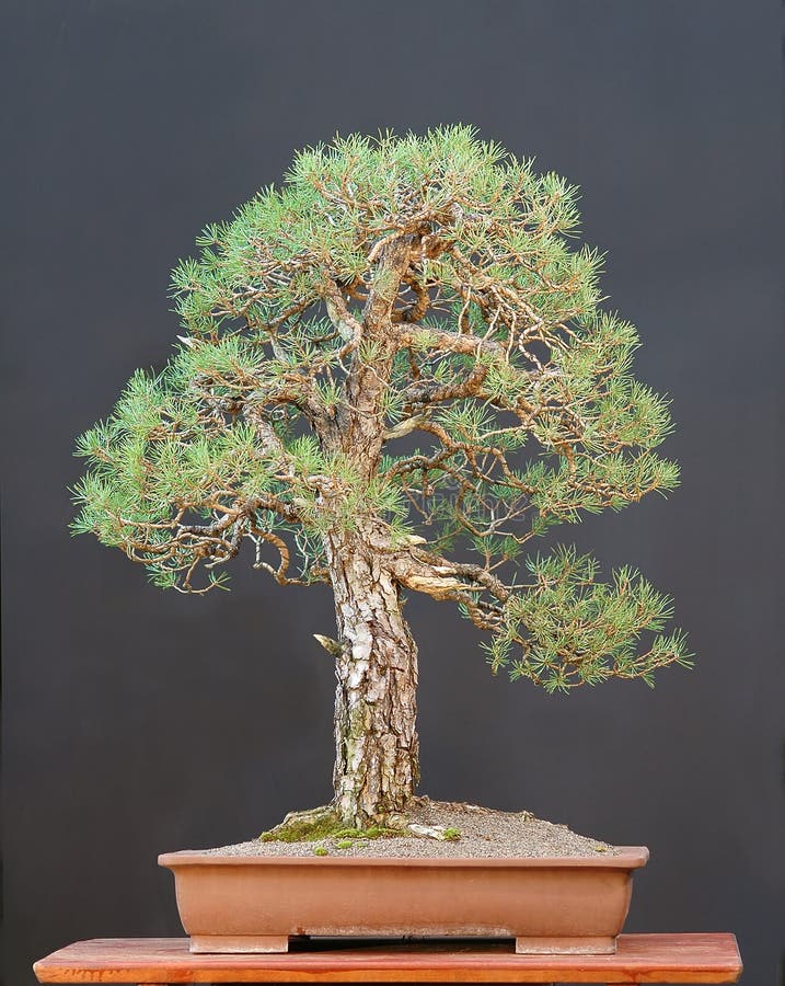 Scots pine bonsai stock image. Image of bonsai, pinus - 1668377