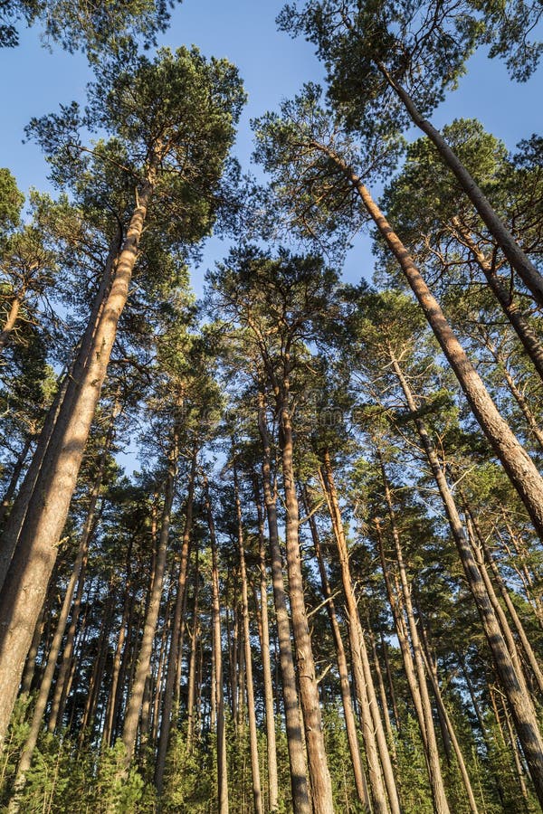 Tall Scots Pine at Loch Mallachie in the Cairngorms National Park of ...
