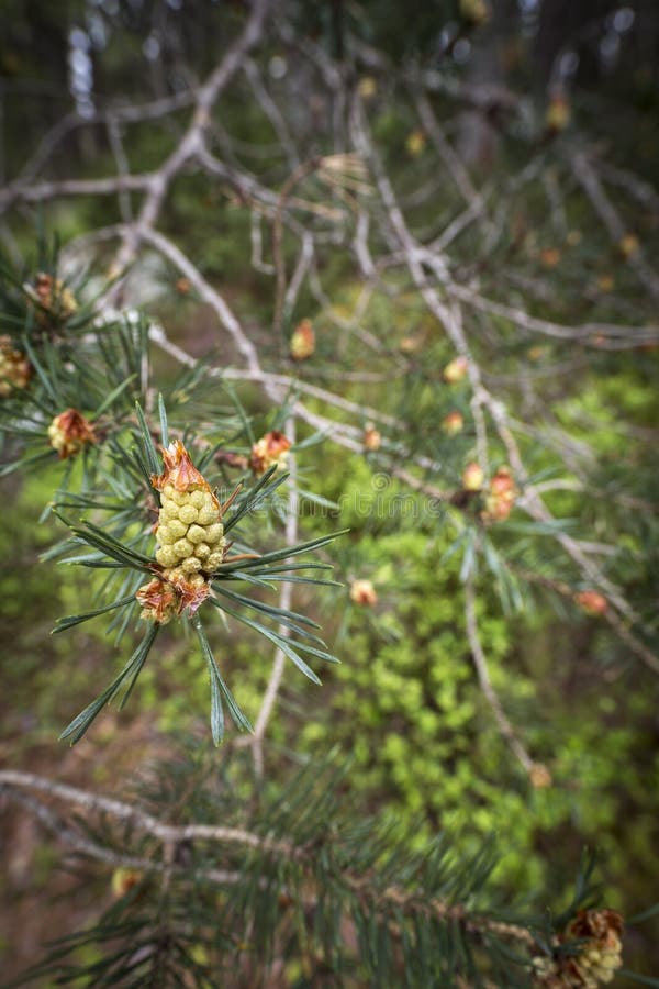 Scots Pine in Caledonian Forest at Abernethy in Scotland. Stock Photo ...
