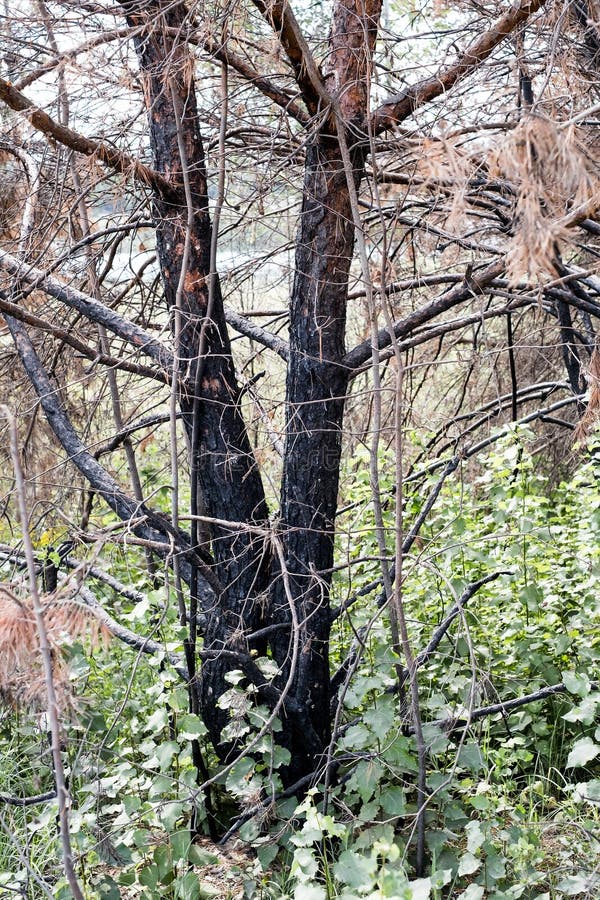 Scots Pine Forest and Branches with Their Needles after a Fire Stock ...