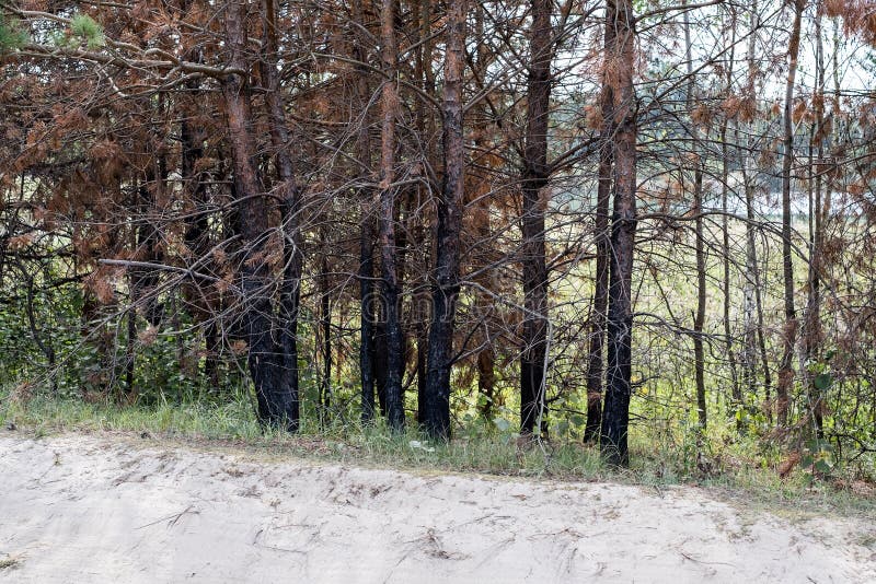 Scots Pine Forest and Branches with Their Needles after a Fire Stock ...