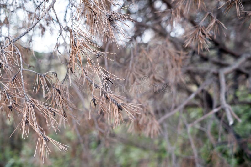 Scots Pine Forest and Branches with Their Needles after a Fire Stock ...